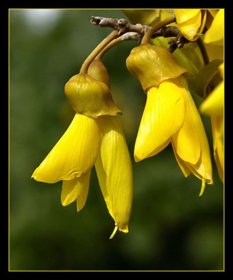 Foundation Paper Piecing Quilt Block Kowhai Flower New Zealand - Etsy