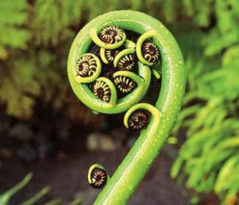 New Zealand Maori Heart Koru Design Cross Stitch Pattern - Etsy