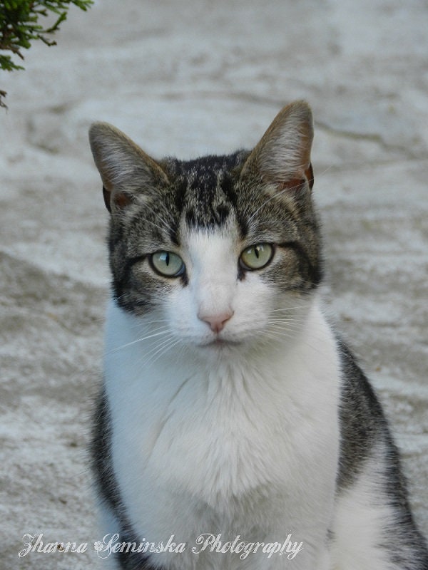 Cat Photography, Cat Art Print - Etsy