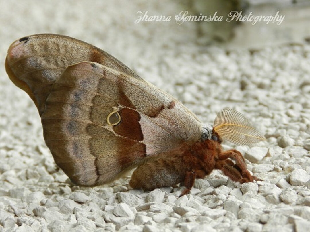Moth Photography, Moth Art Print - Etsy