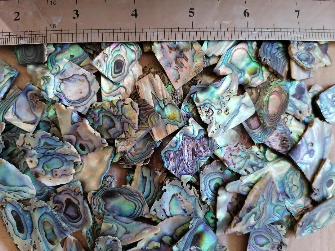 Green Paua Abalone Shell Blanks: Mosaic Art Inlay Material (7oz/200 ...