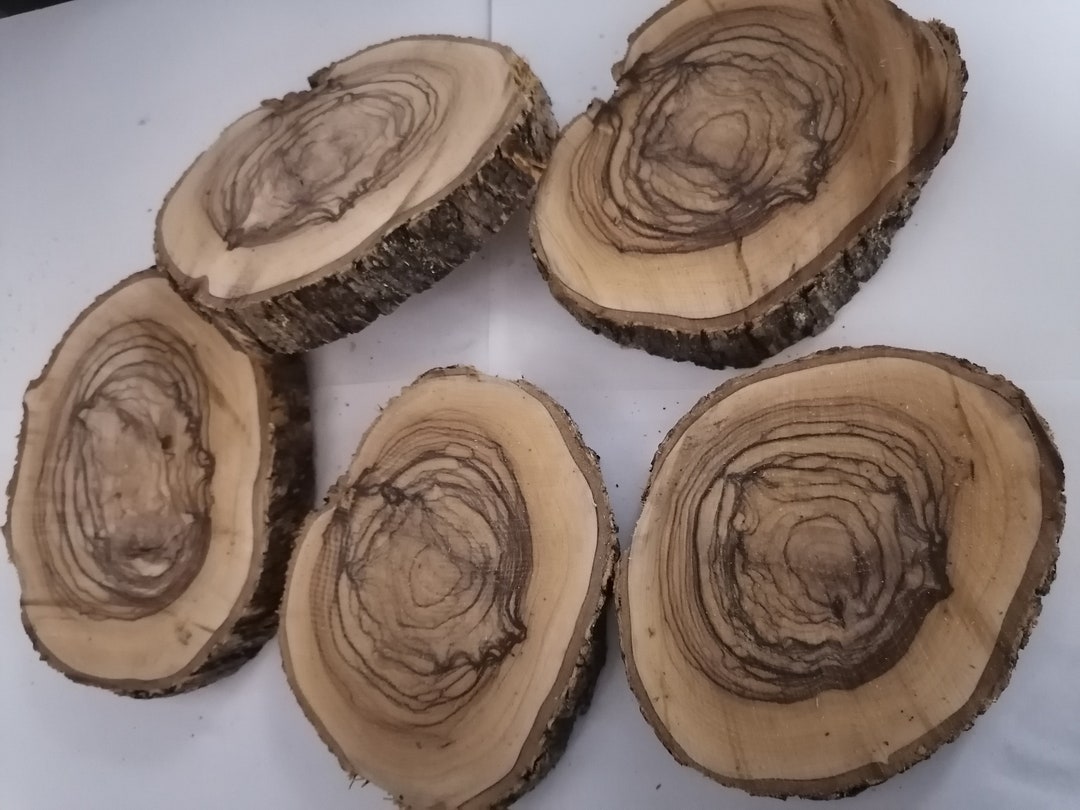 6 Slices of Olive Wood Cast off Cuttings / Cutoffs / Turning Blanks ...