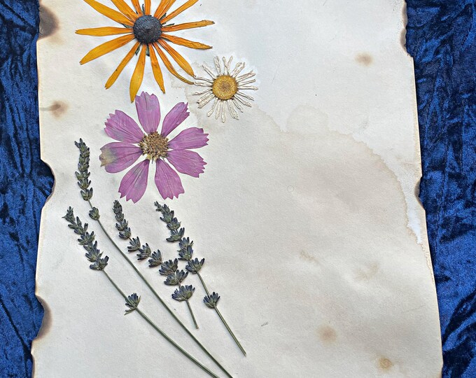Aged Paper Sheet With Pressed Flowers, Real Flowers, Burned Papers ...