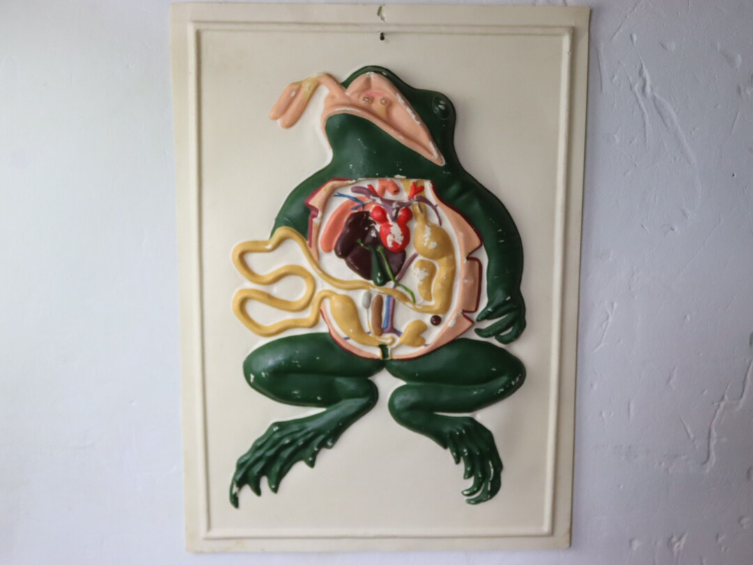 Soviet Frog Anatomical Model. Vintage Educational Model Didactic Model ...