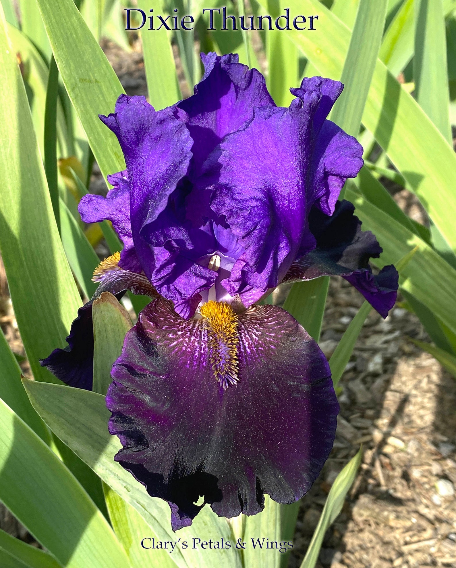 Dixie Thunder 2013 Tall Bearded Iris Purple Black & - Etsy