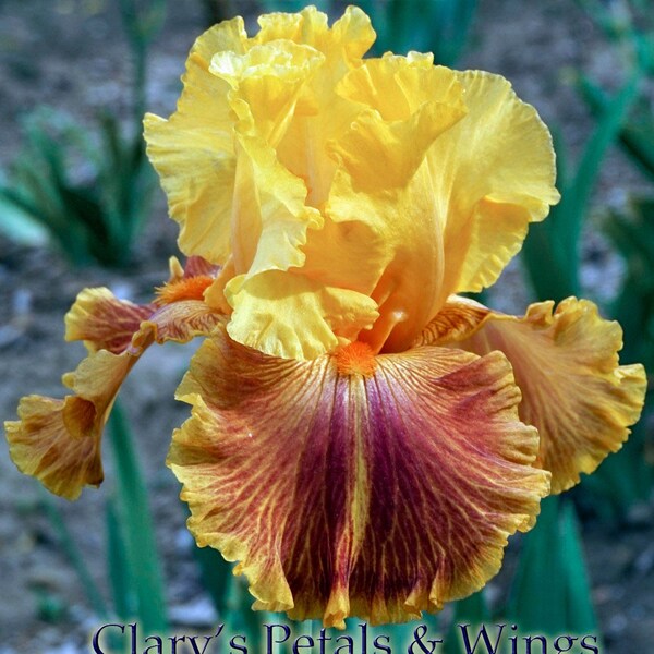 Reblooming Bearded Iris - Etsy