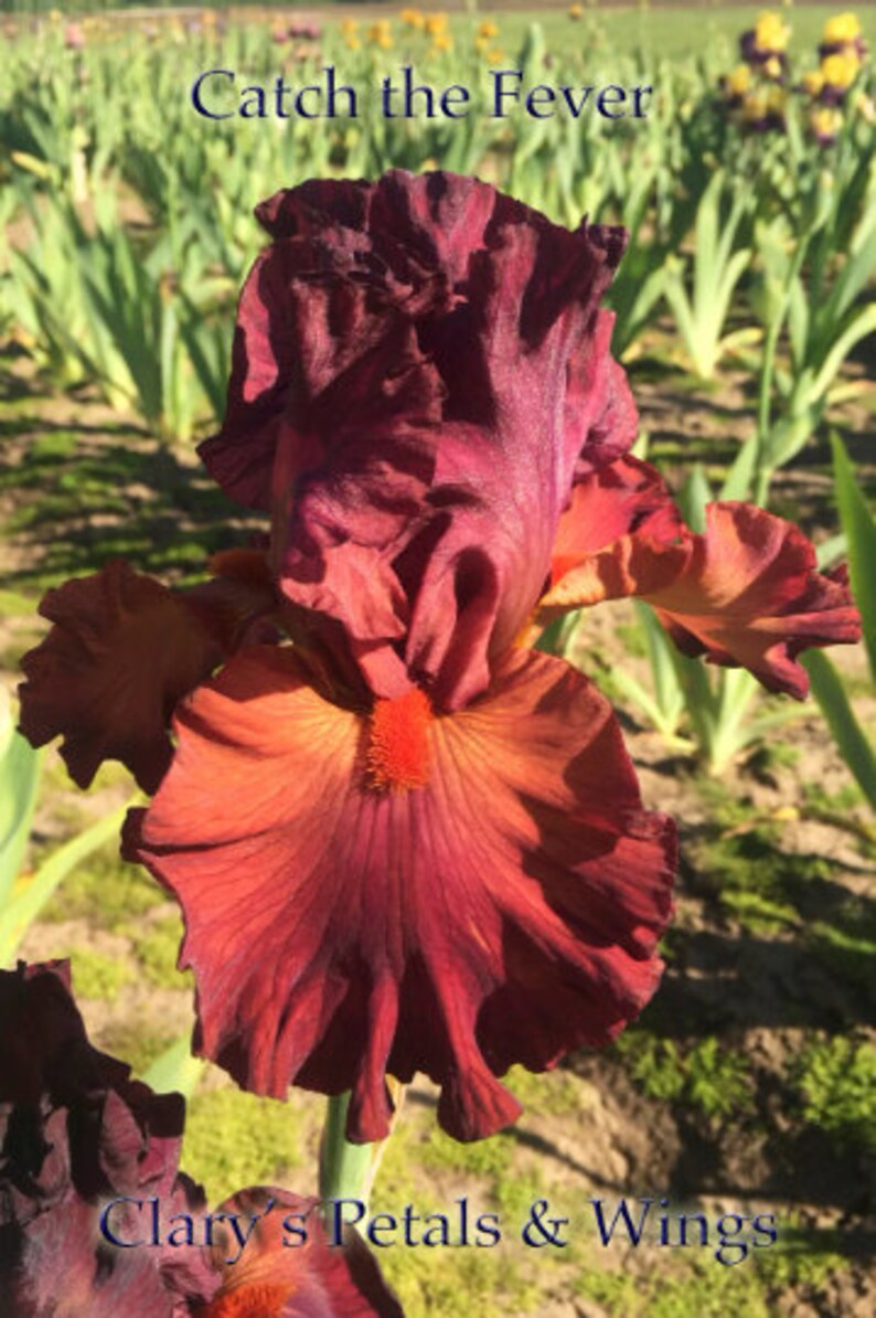 Catch the Fever Tall Bearded Iris - Etsy