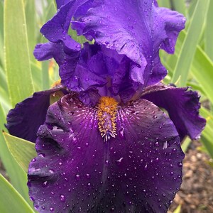 Dixie Thunder 2013 Tall Bearded Iris Purple Black & - Etsy