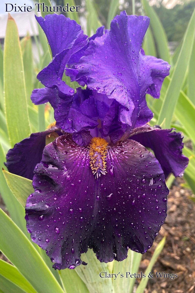 Dixie Thunder 2013 Tall Bearded Iris Purple Black & - Etsy