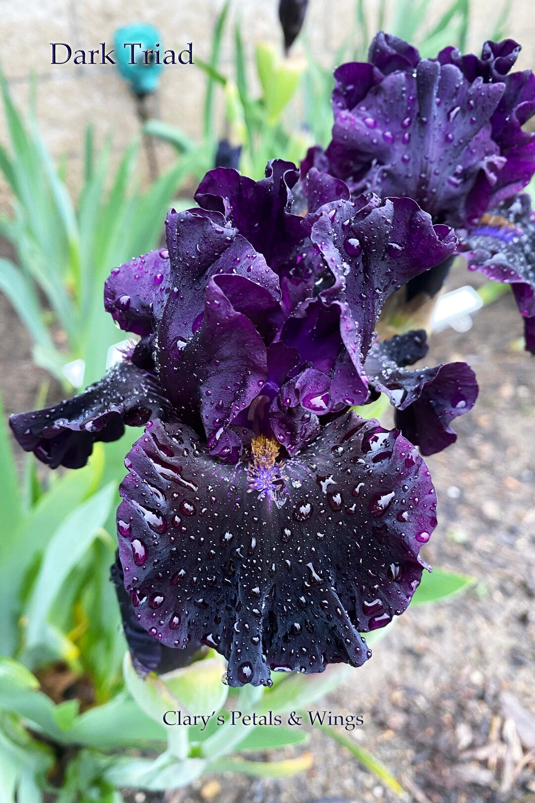 Dark Triad Intermediate Bearded Iris Stylish Glossy Black and Purple - Etsy