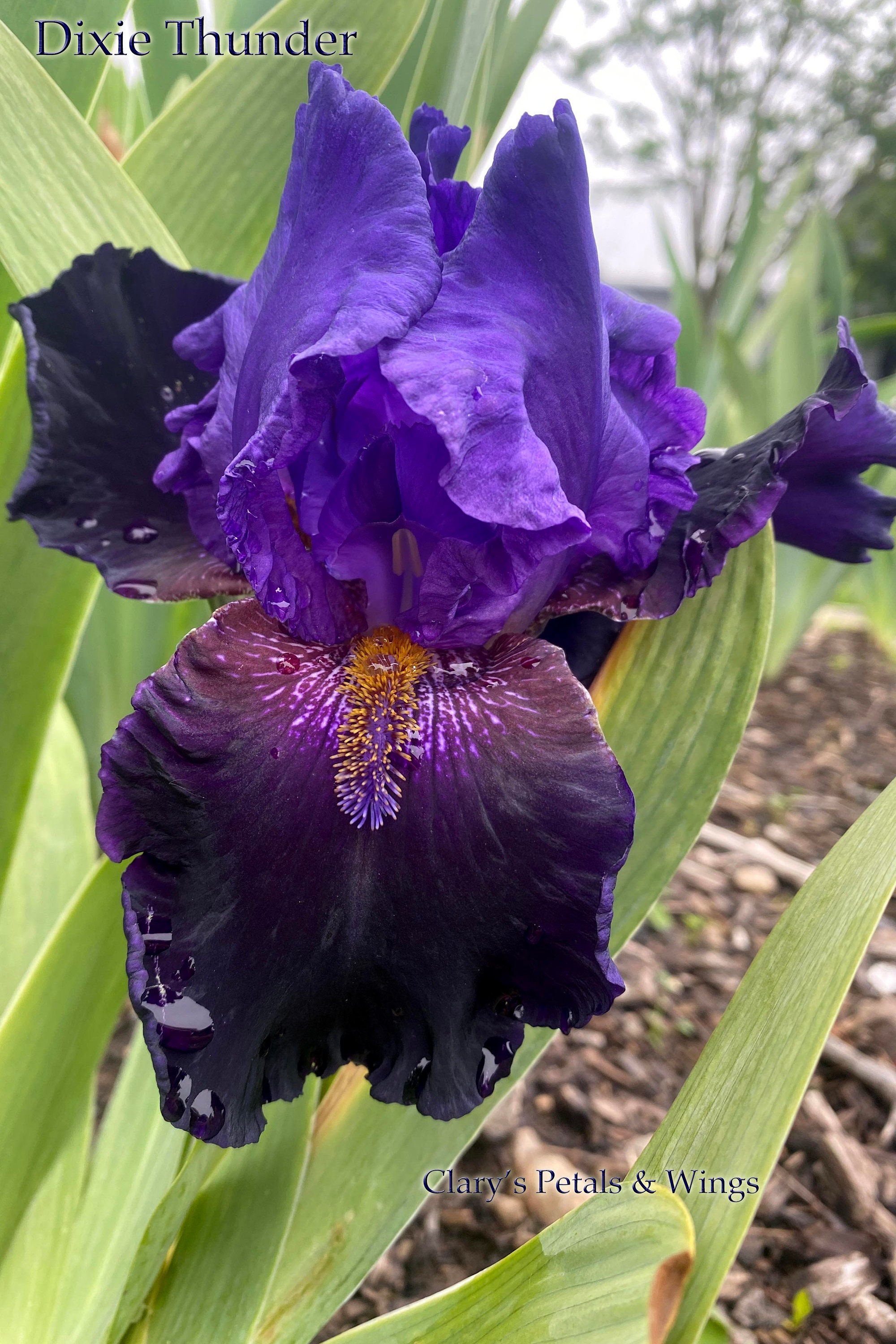 Dixie Thunder 2013 Tall Bearded Iris Purple Black & - Etsy