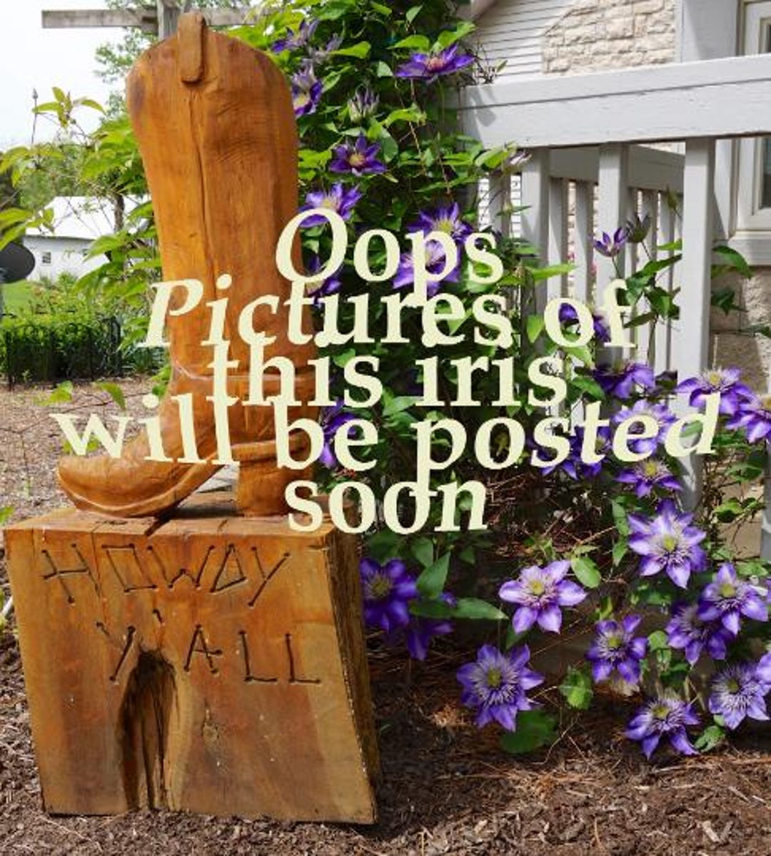 Sky Ruler - 2017 - Tall Bearded Iris - Etsy