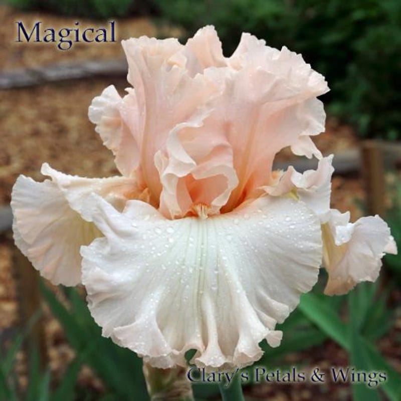 Peach Iris - Etsy
