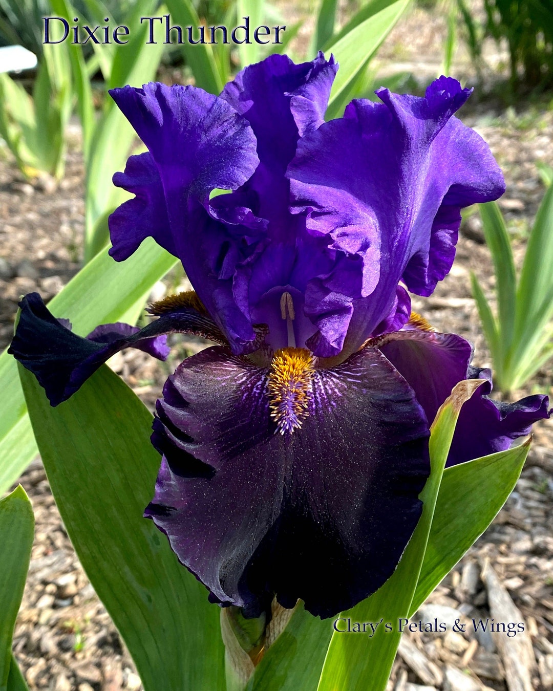 Dixie Thunder 2013 Tall Bearded Iris Purple Black & - Etsy