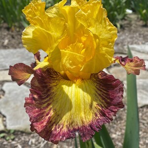 Ruby Fusion 2020 Tall Bearded Iris - Etsy