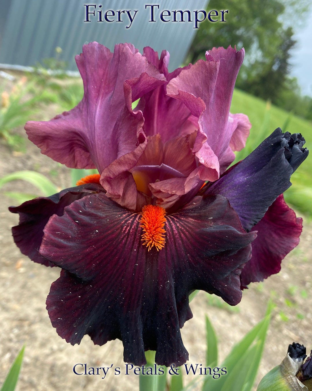 Fiery Temper - 2000 - Tb - Fragrant - Etsy
