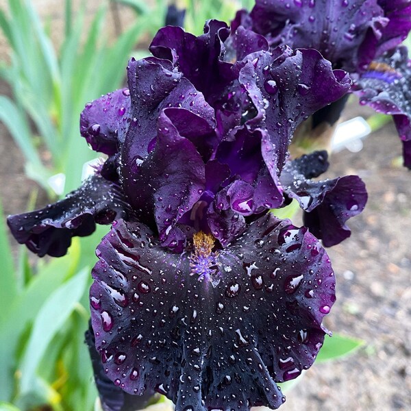 Dark Blue Iris - Etsy