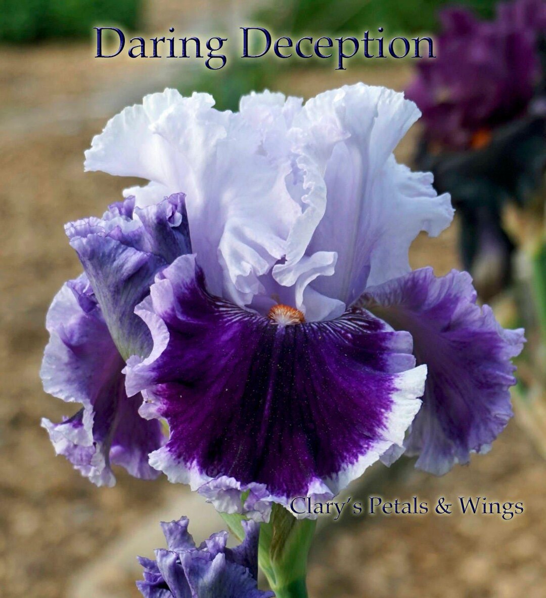 Daring Deception - 2012 - Tb - Etsy