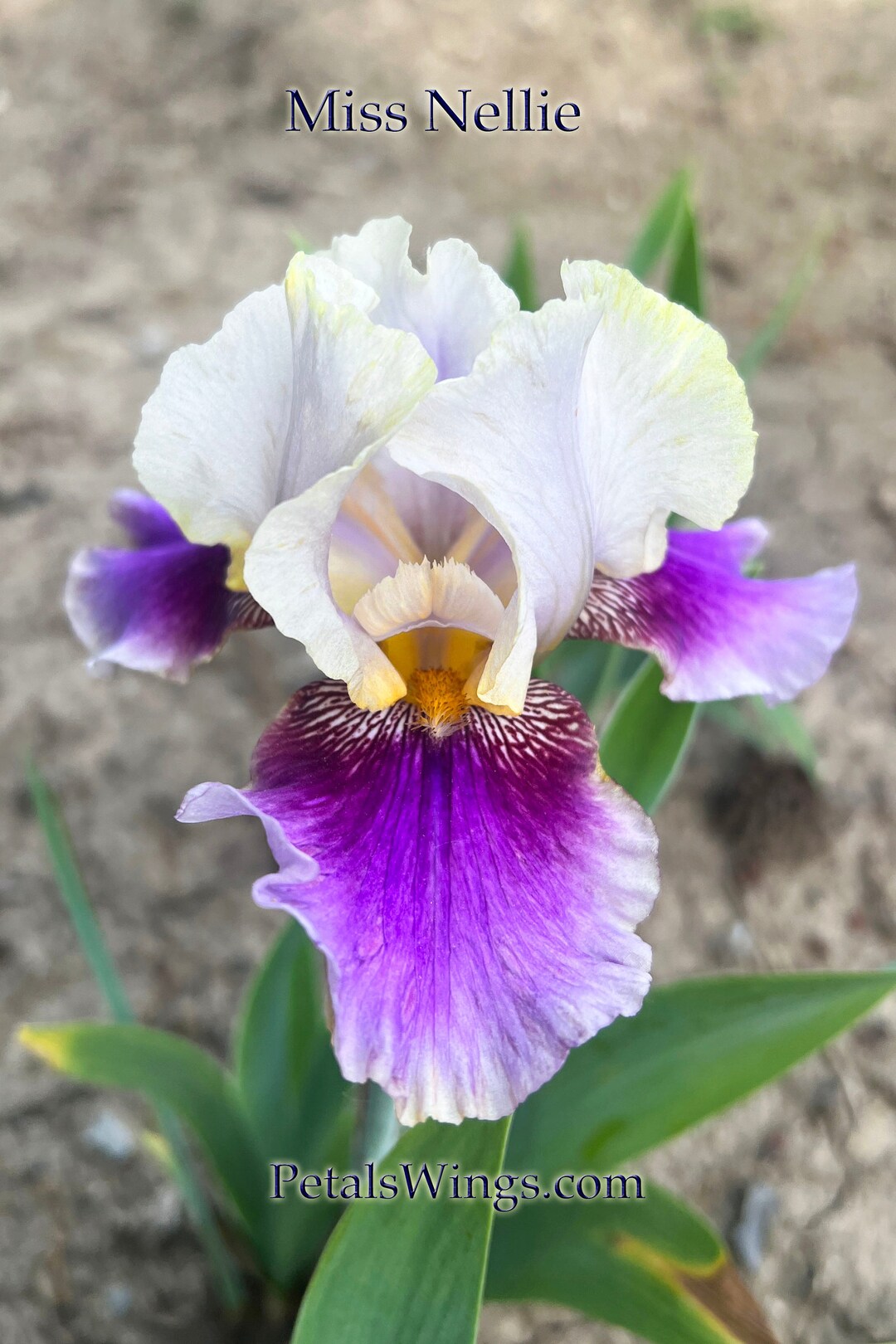 MISS NELLIE 1979 Historic Award Winning Tall Bearded Iris - Etsy