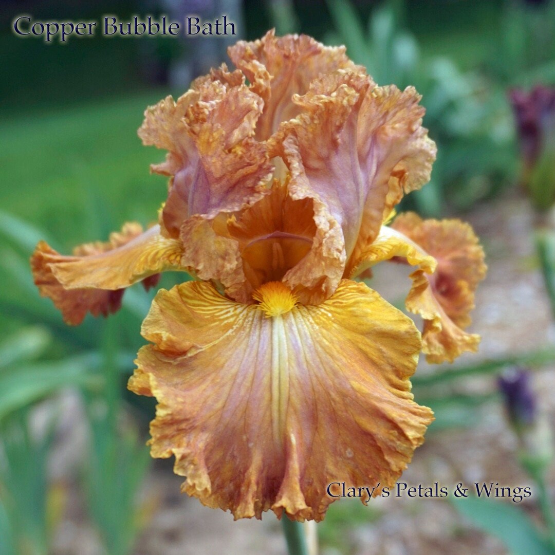 Copper Bubble Bath 2002 Tall Bearded Iris Fragrant Award Winner - Etsy