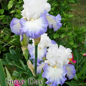 SNOW DAY 2014 Reblooming and Very Fragrant Tall Bearded Iris - Etsy