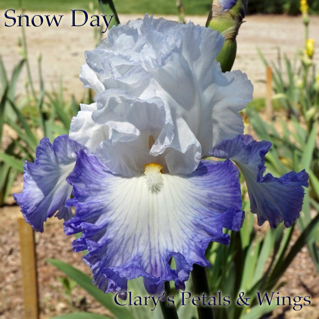 SNOW DAY 2014 Reblooming and Very Fragrant Tall Bearded Iris - Etsy