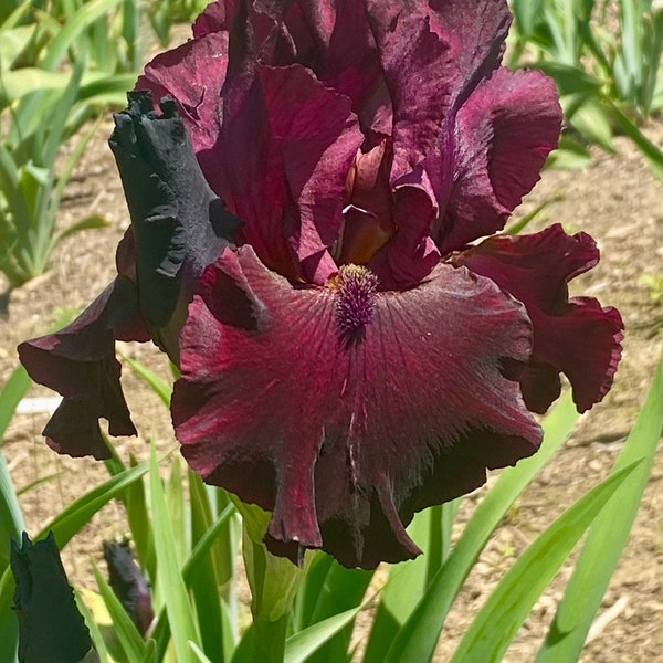Red Iris - Etsy