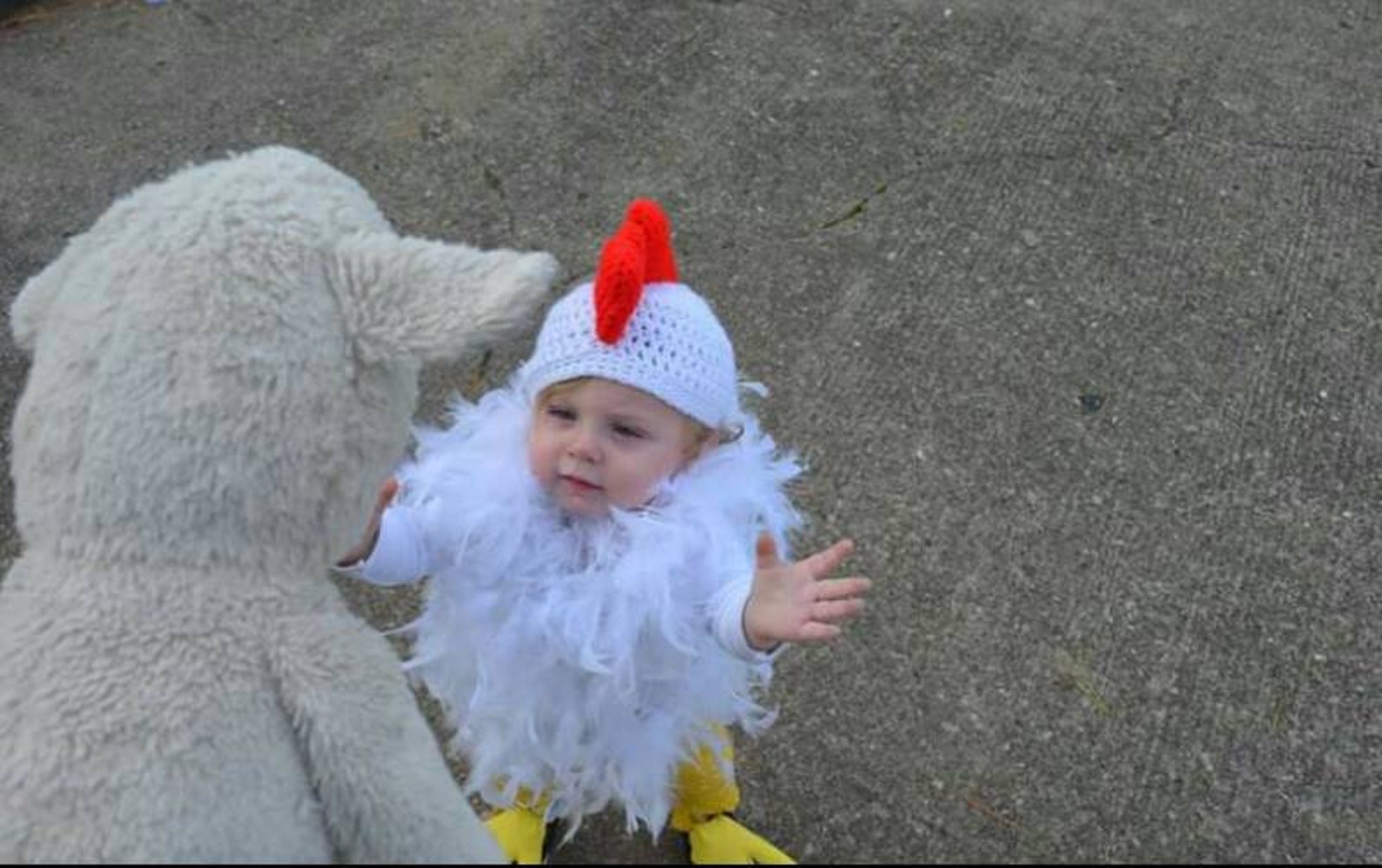 Chicken Hat .all Sizes Available for Chicken Hats . Halloween | Etsy