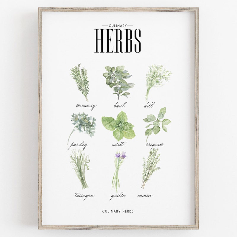 Herb Poster - Etsy