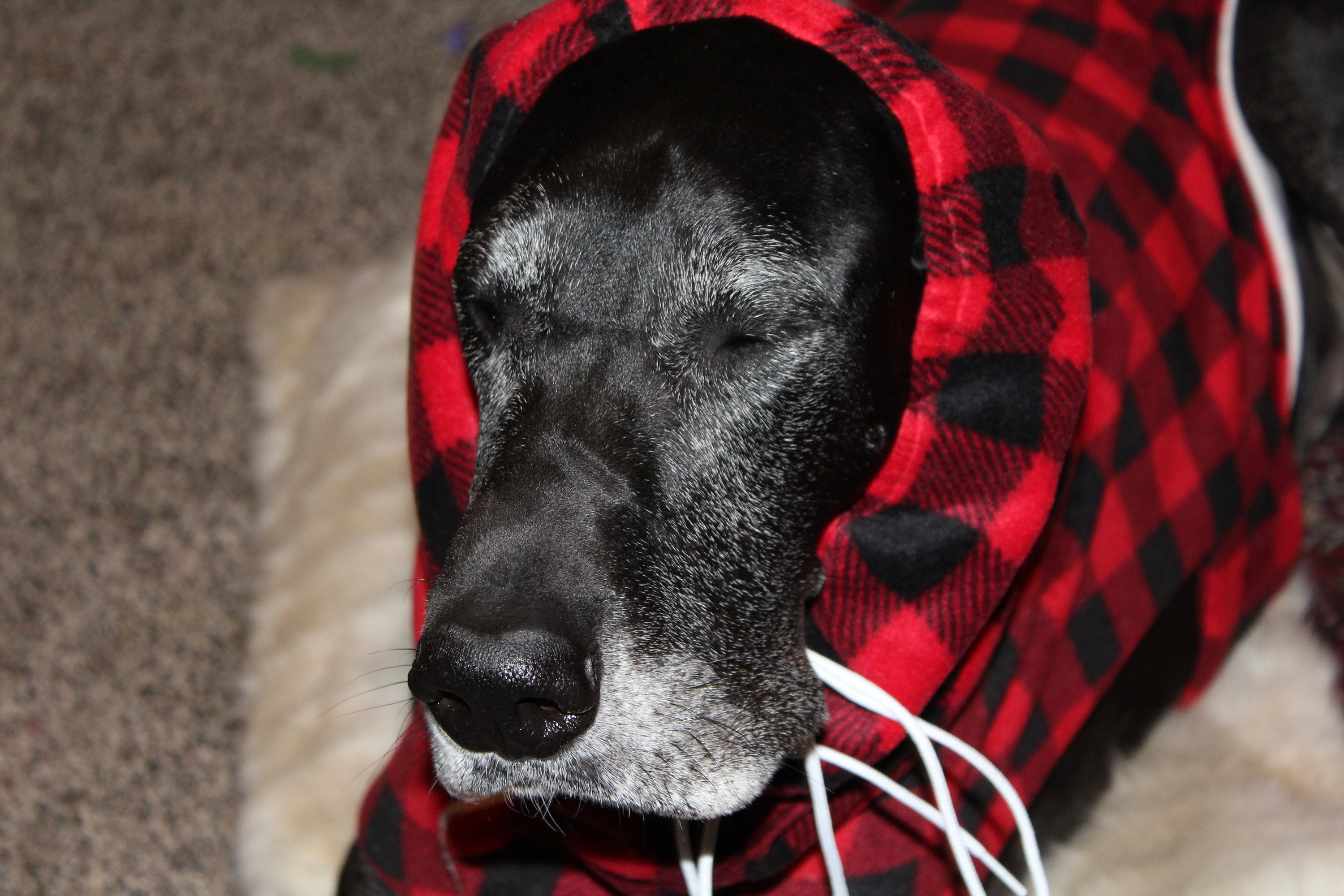 Dog Snood - buffalo plaid dog snood - dog neck warmer - dog ear warmer ...