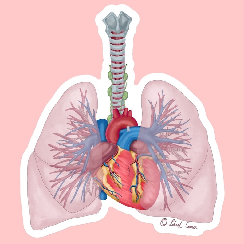 Heart and Lungs Anatomy Die-cut Vinyl Sticker - Etsy