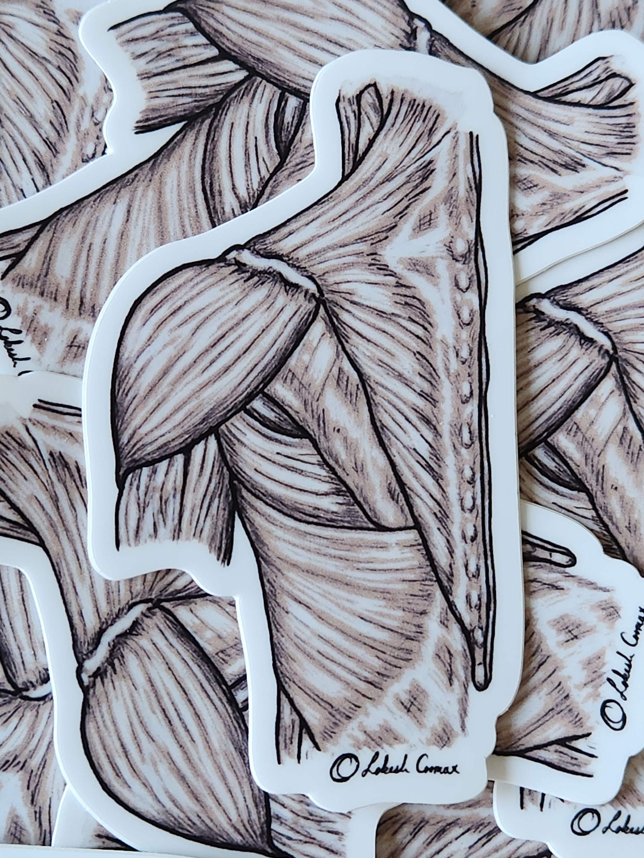 Back Anatomy Vinyl Sticker - Etsy