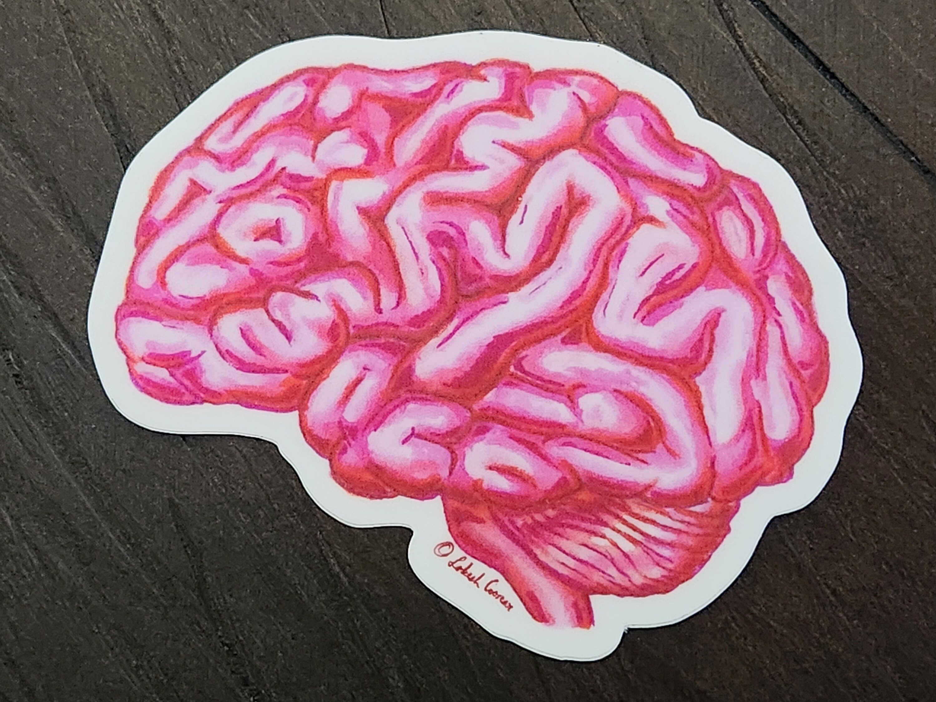 Watercolor Brain Anatomy Die-cut Vinyl Sticker - Etsy