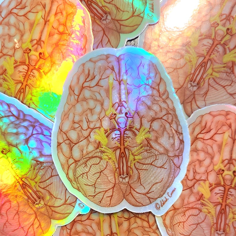 Holographic Brain Anatomy Die-cut Vinyl Sticker - Etsy