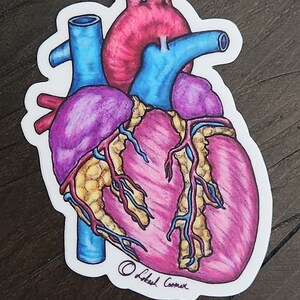 Heart Anatomy Die-cut Vinyl Sticker - Etsy