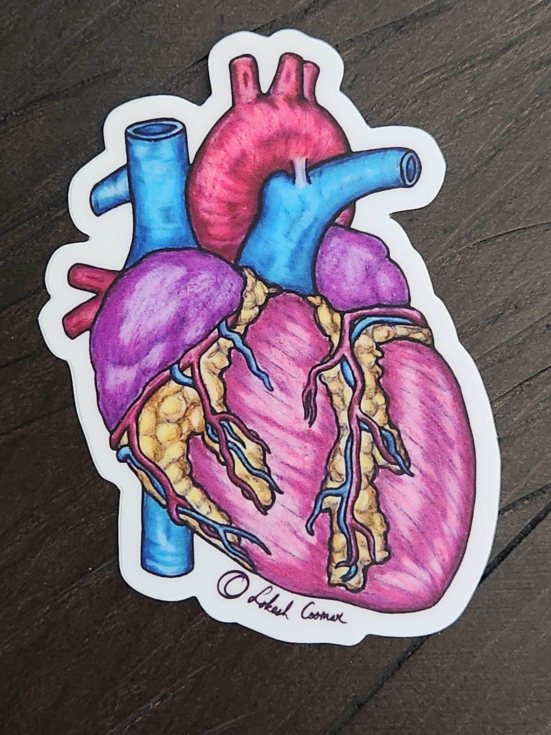 Heart Anatomy Die-cut Vinyl Sticker - Etsy