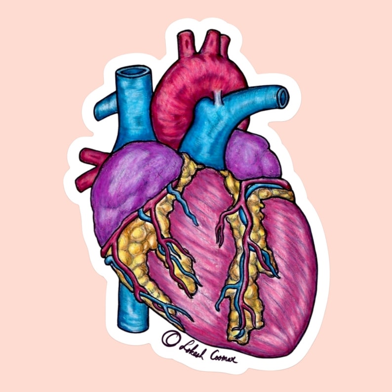 Heart Anatomy Die-cut Vinyl Sticker - Etsy