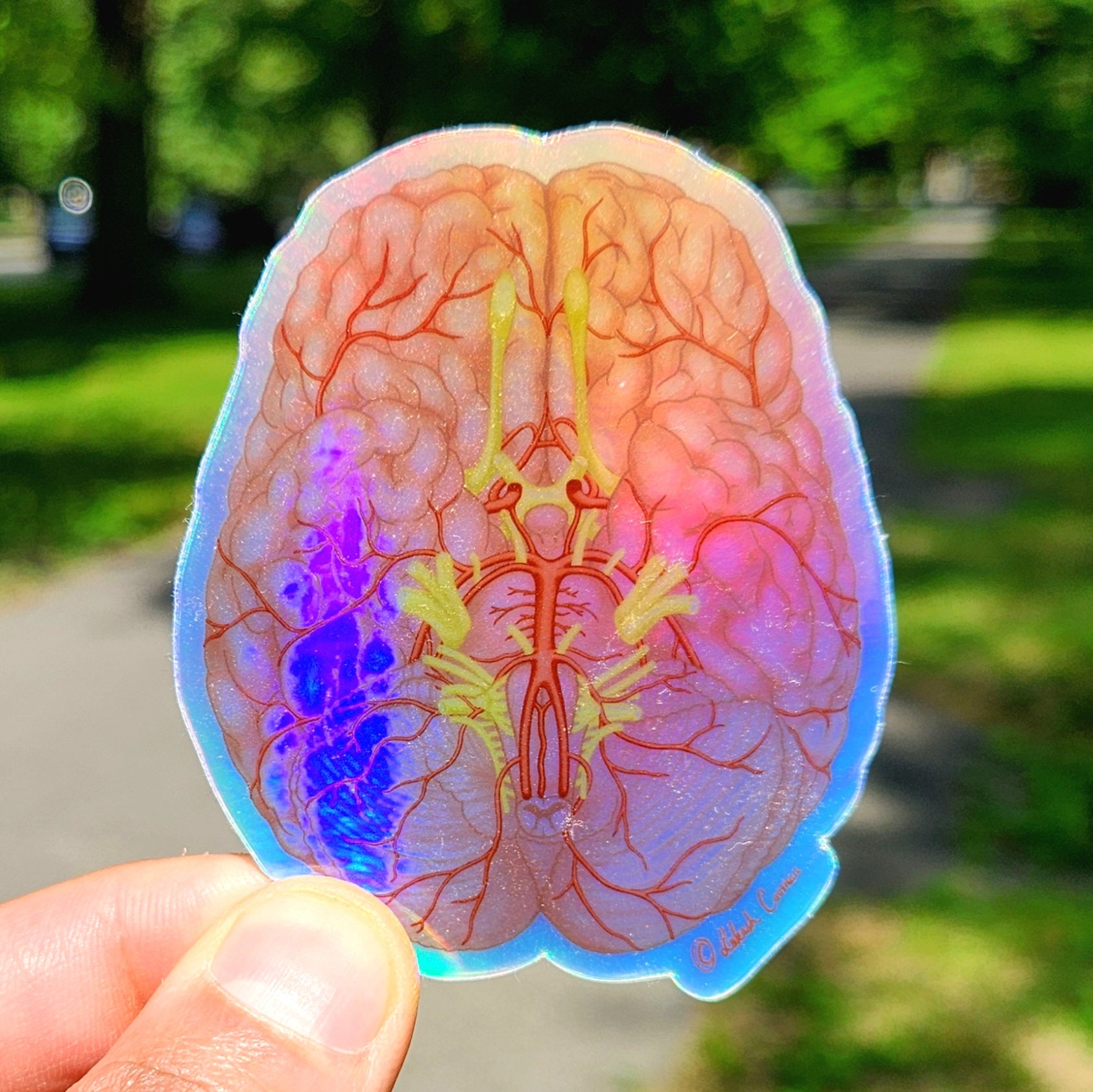 Holographic Brain Anatomy Die-cut Vinyl Sticker - Etsy