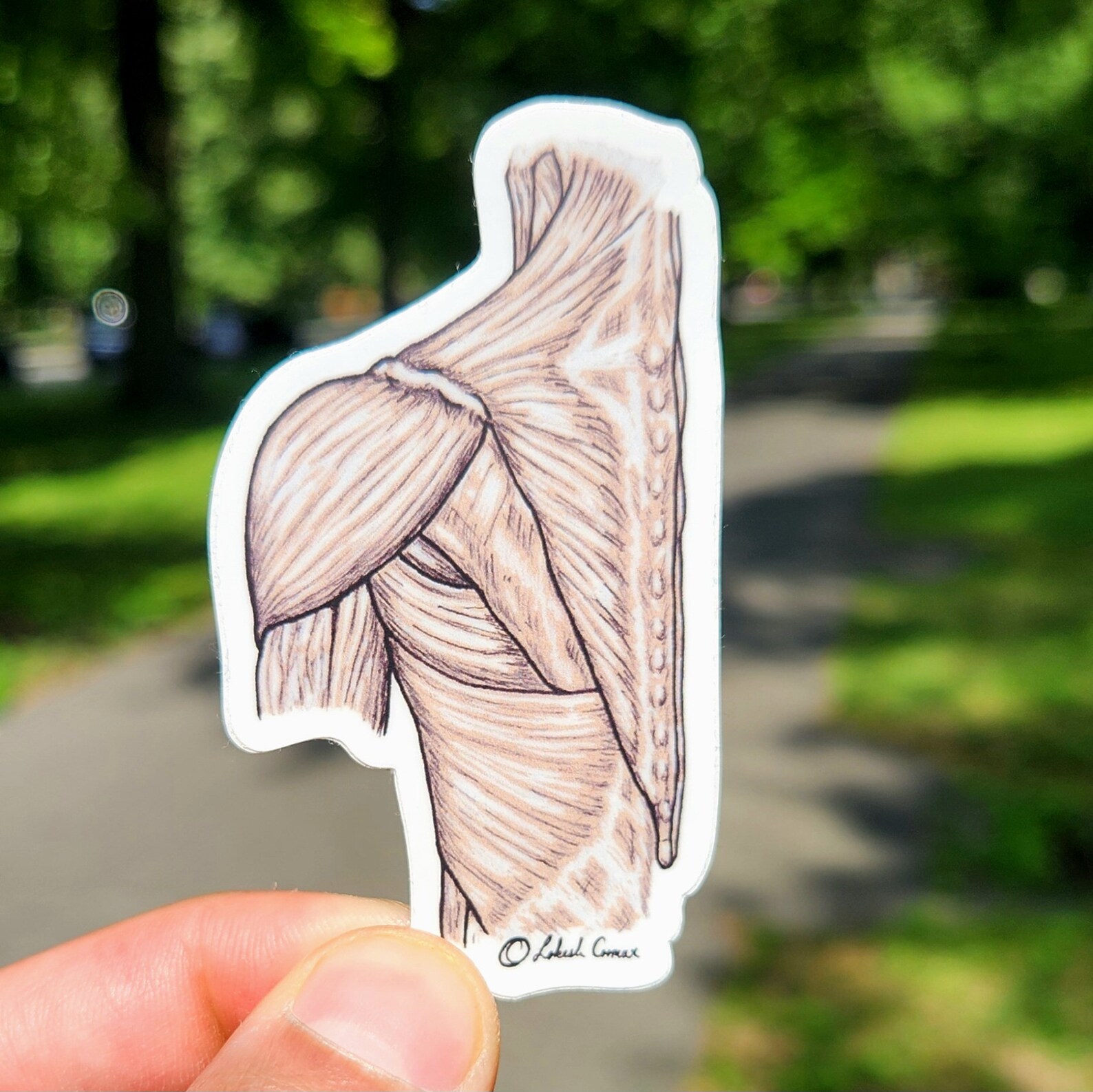 Back Anatomy Vinyl Sticker - Etsy