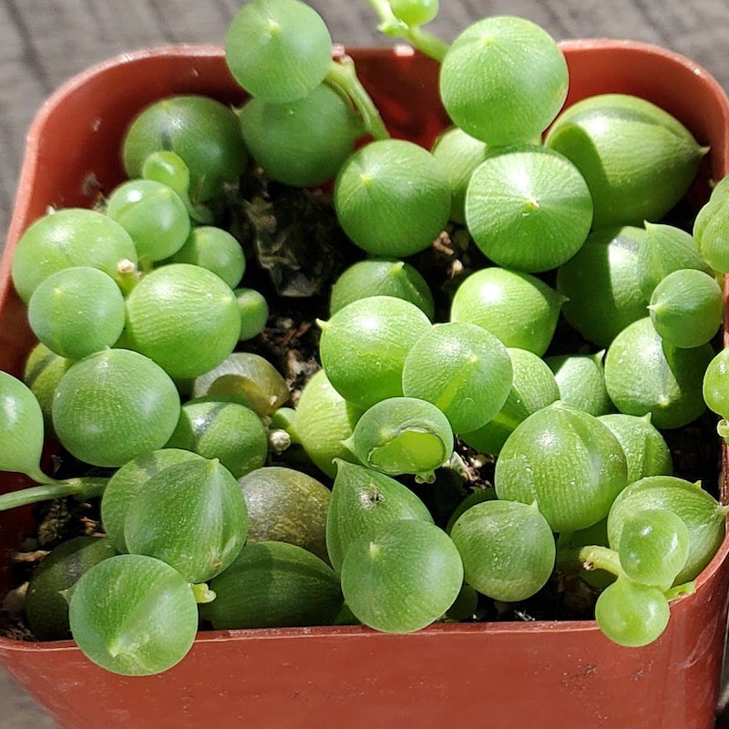 String of Pearls Succulent - Etsy