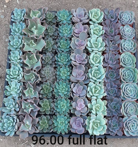72 assorted rosettes succulents plants w/pots party favors | Etsy