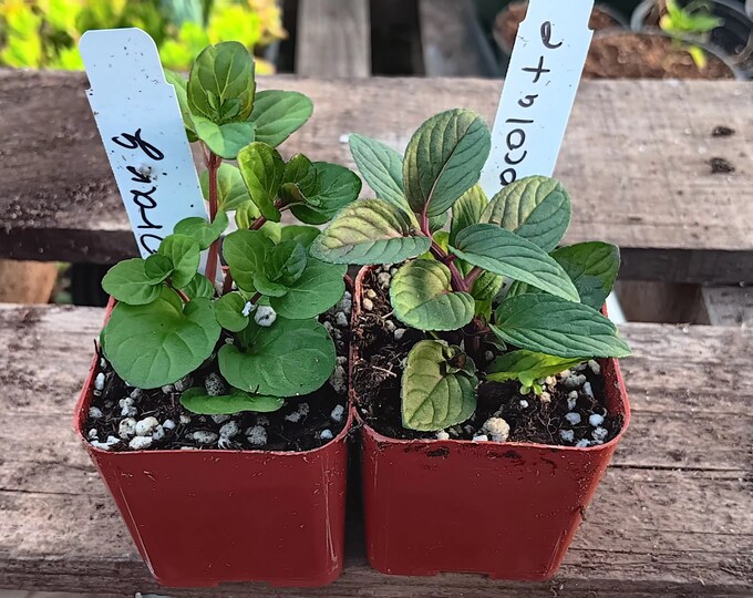 Apple Mint Cuttings Live Plant Cuttings for Rooting AKA Pineapple ...