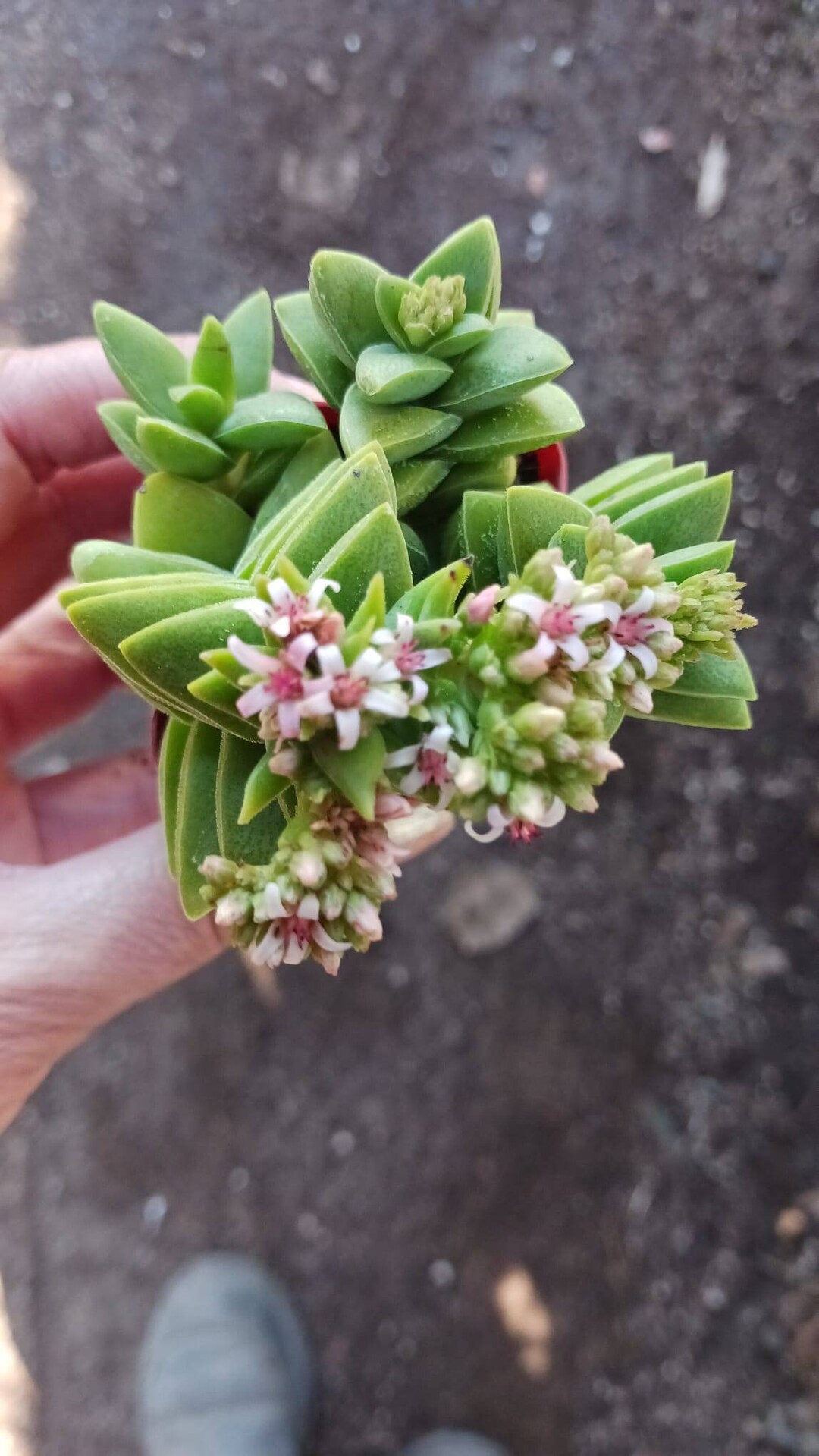 Crassula Springtime,succulents, Drought Tolerant, Easy Maintenance ...