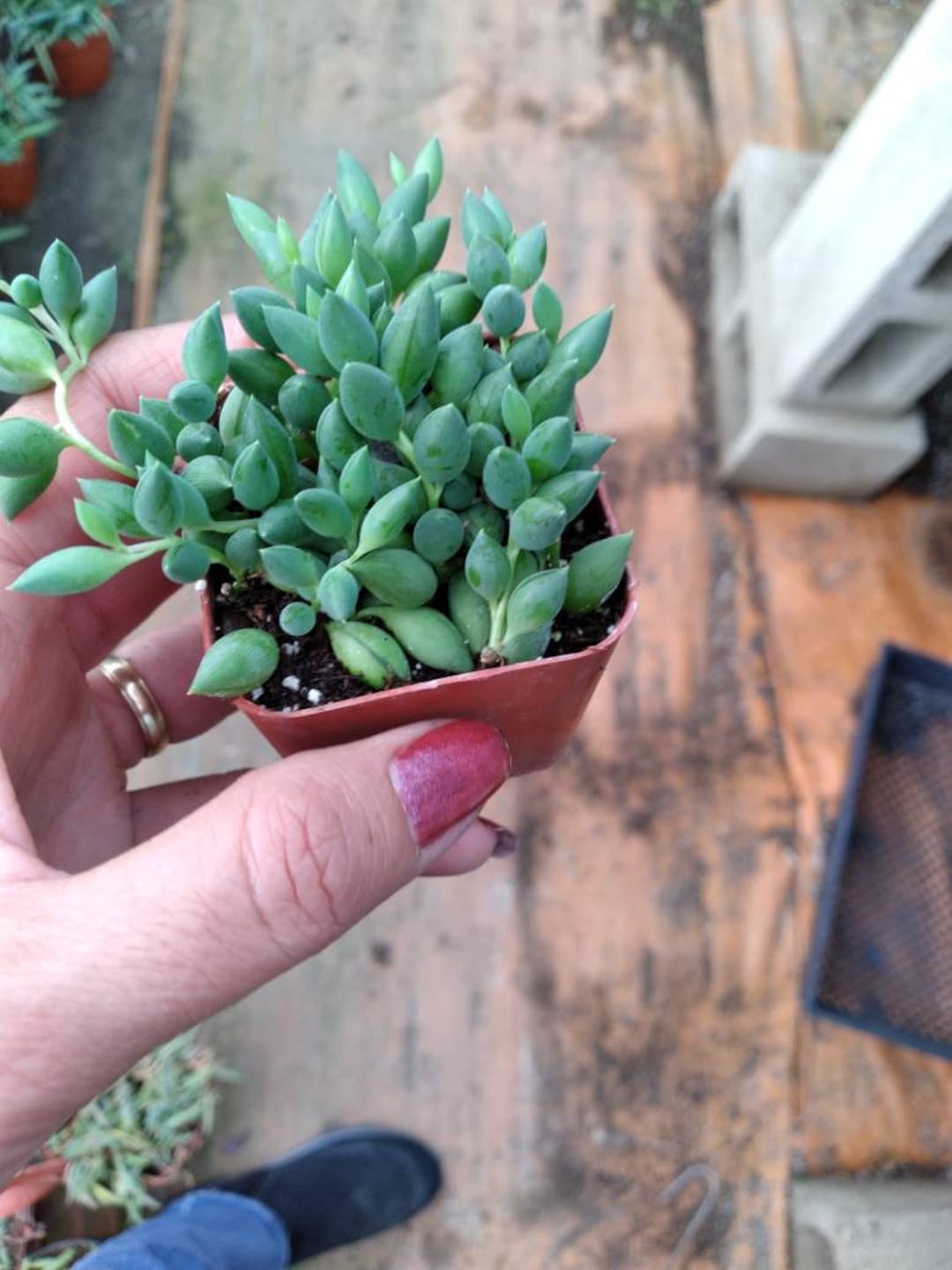 String of Tears 2",,succulents, Drought Tolerant, Easy Maintenance ...