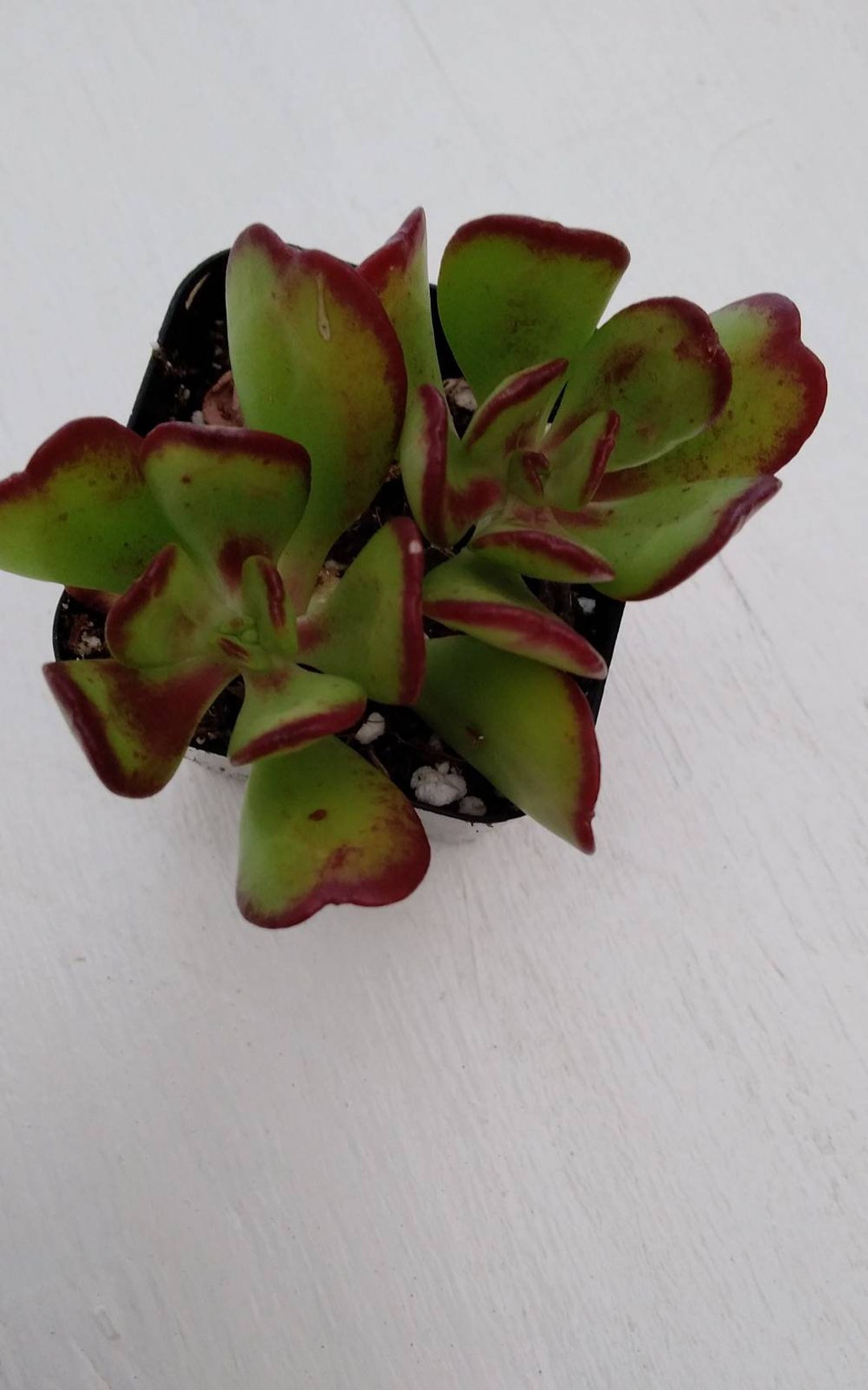 Sedum Dendroideum 2 Inch,succulents, Drought Tolerant, Easy Maintenance ...