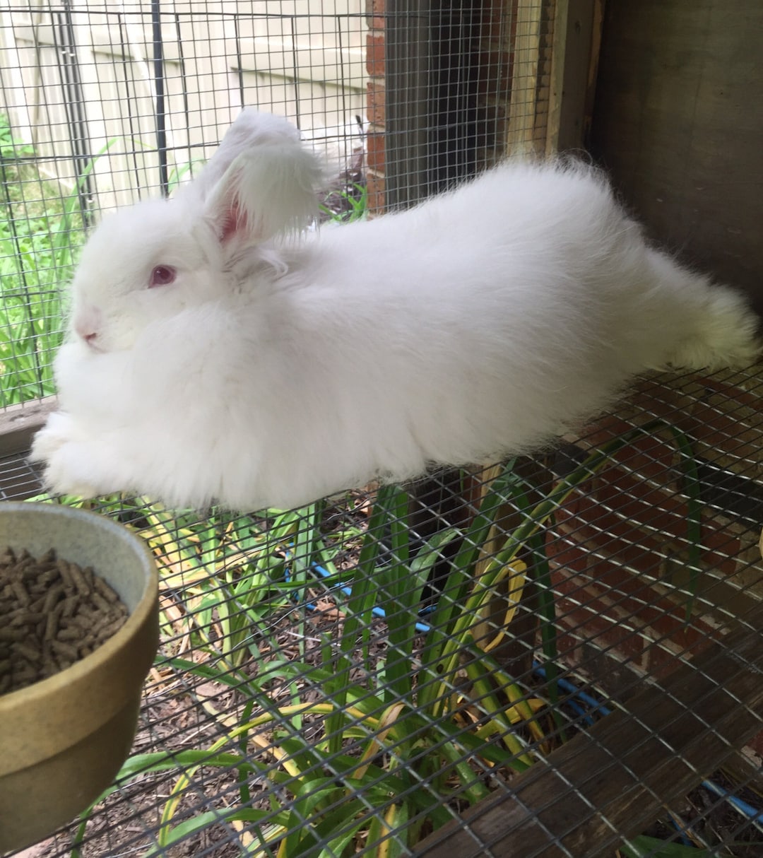 Angora Wool (german Angora) - Etsy