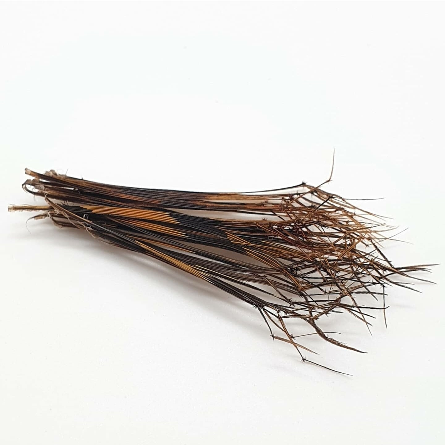 Double Knotted Hopper Legs Fly Tying Materials - Etsy