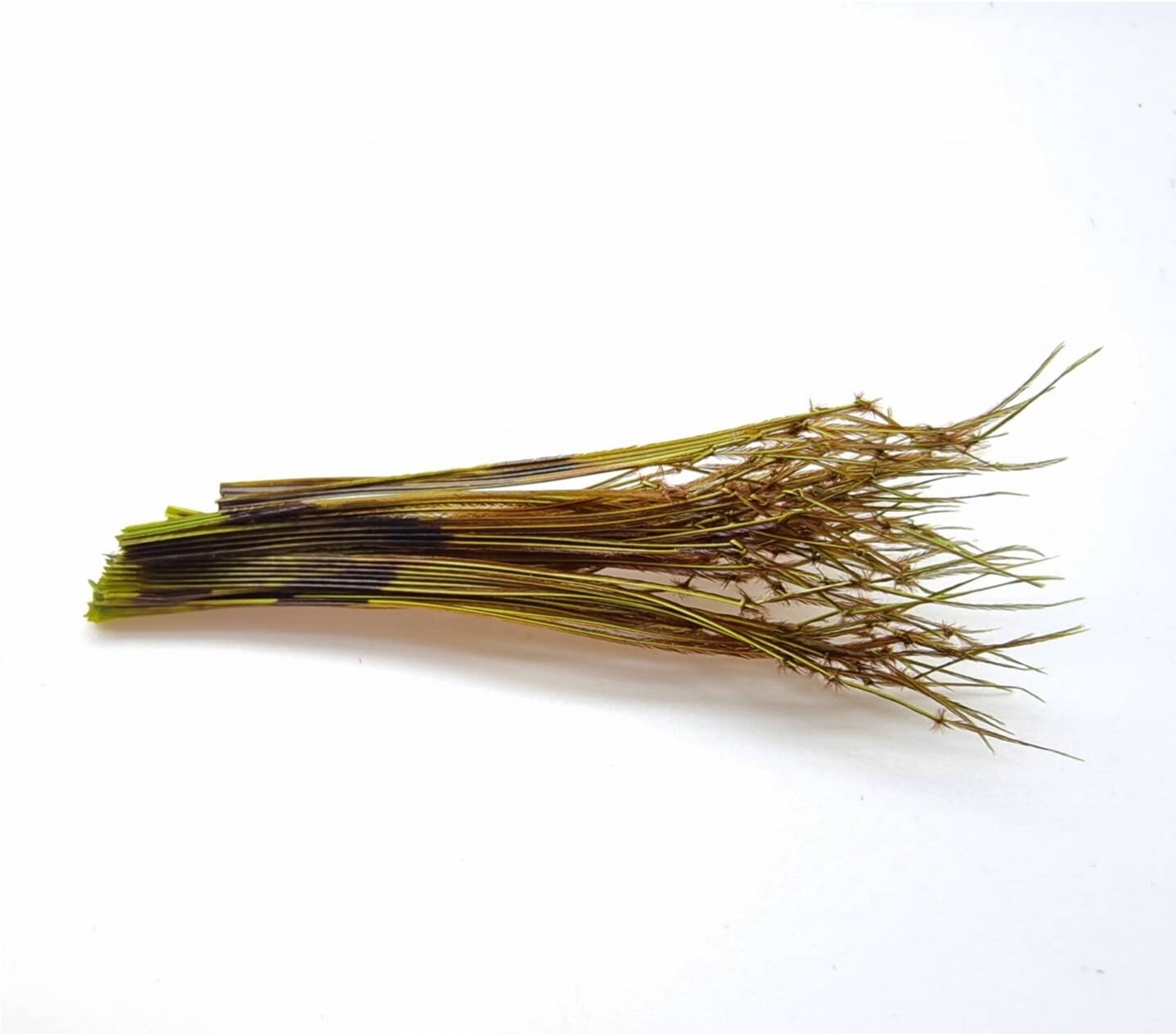 Double Knotted Hopper Legs Fly Tying Materials - Etsy