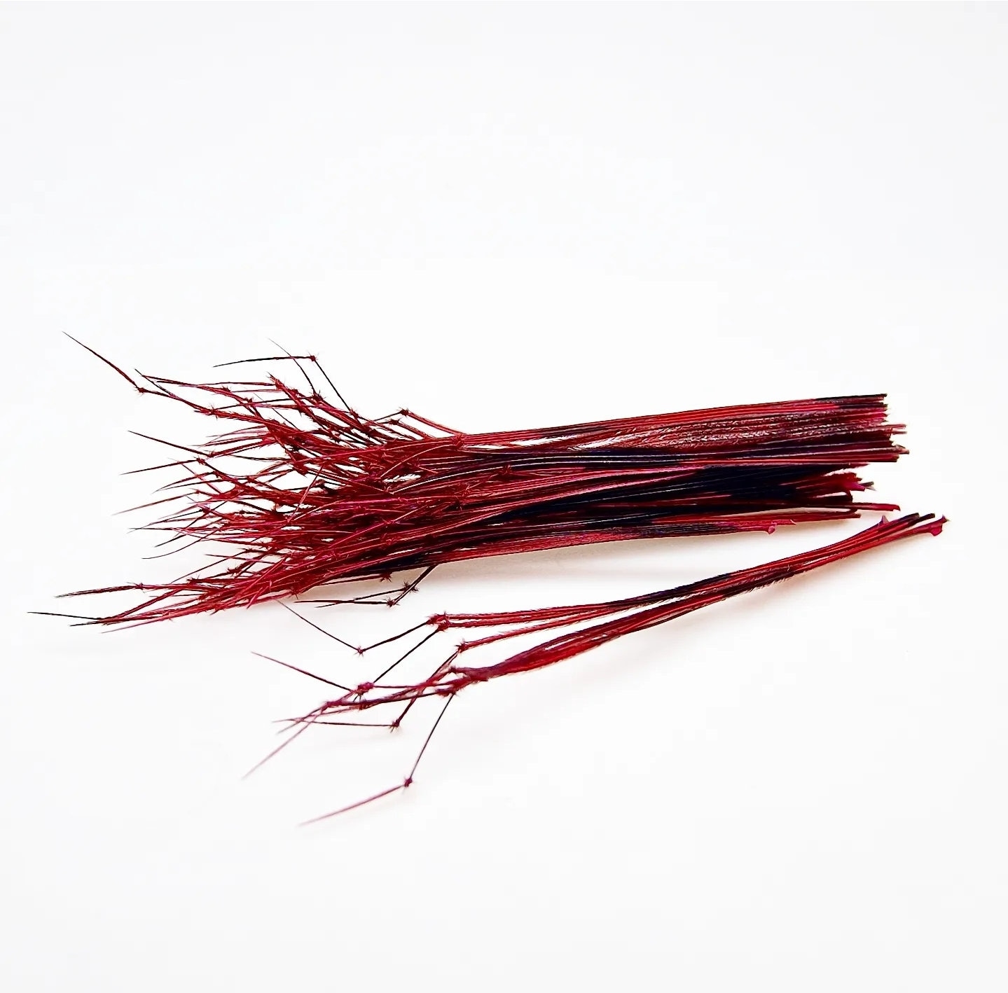 Double Knotted Hopper Legs - Fly Tying Materials - Etsy