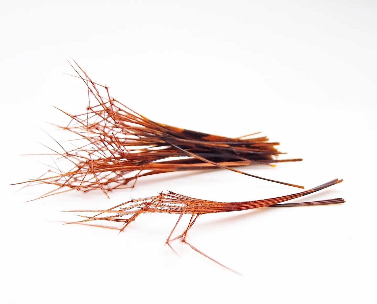 Double Knotted Hopper Legs Fly Tying Materials - Etsy